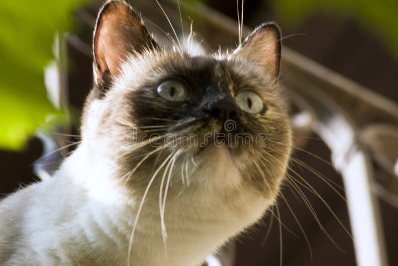 Domestic Cat - Felis catus stock image. Image of catus - 91411681