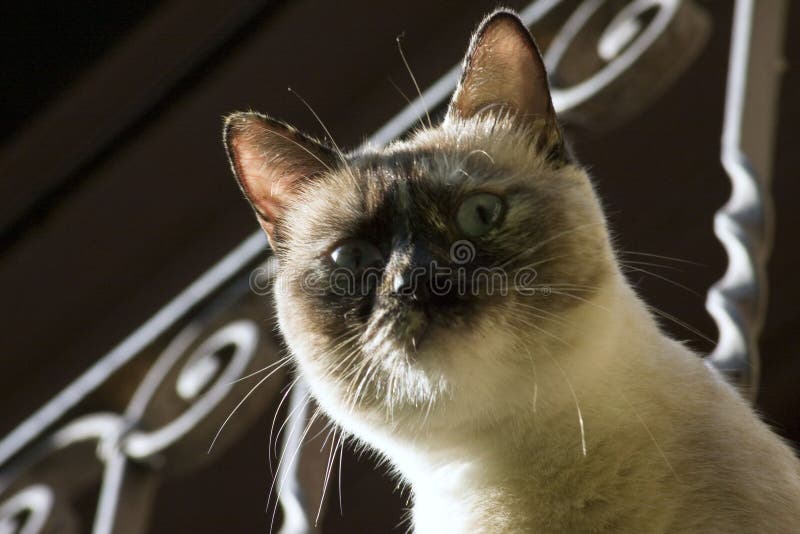 Domestic Cat - Felis catus stock photo. Image of catus - 91411720