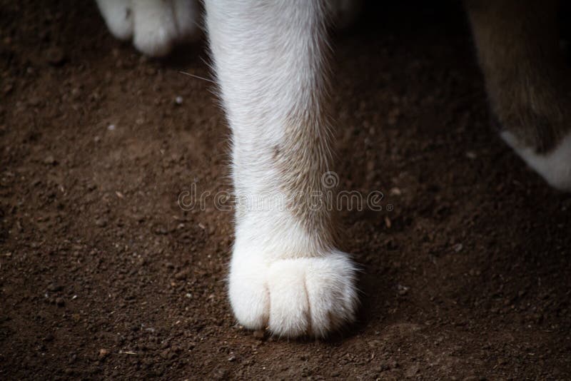 Domestic cat foot stock image. Image of animal, foot - 248183357