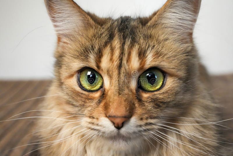 Domestic Cat Front Portrait Close Up, Head only Stock Image - Image of ...