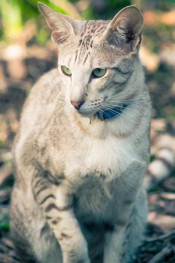 A domestic cat full frame stock image. Image of cute - 131714553