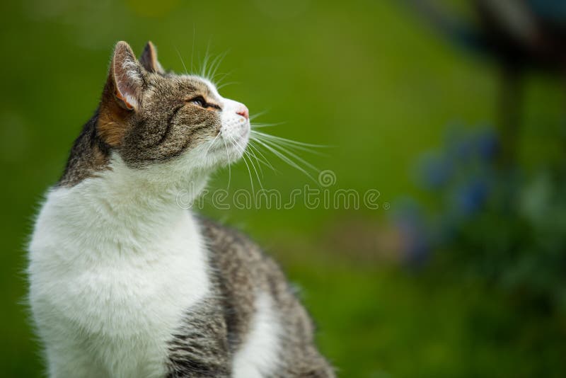 Domestic cat in a garden stock image. Image of domestic - 249374033