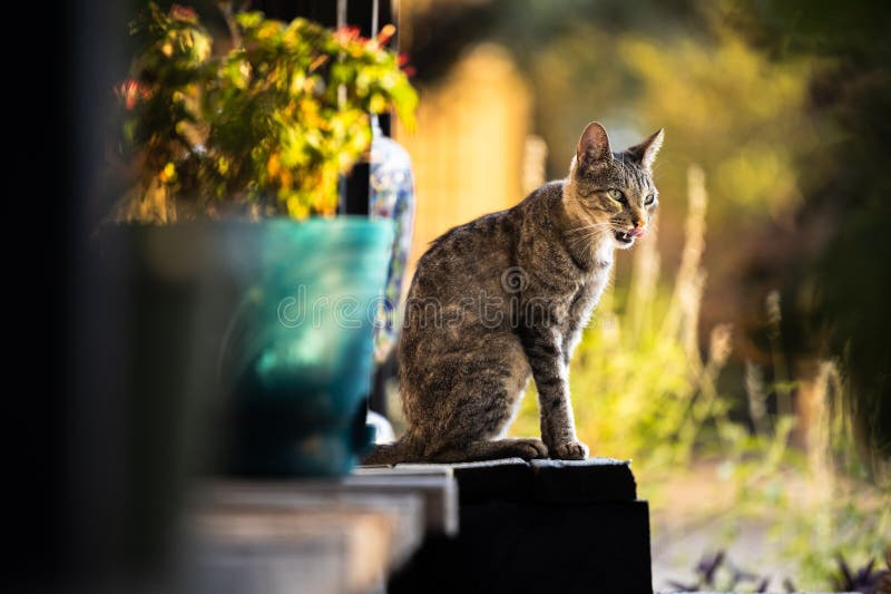 Domestic Cat with Grey Patches Sitting on a Backyard Ledge Stock Image ...