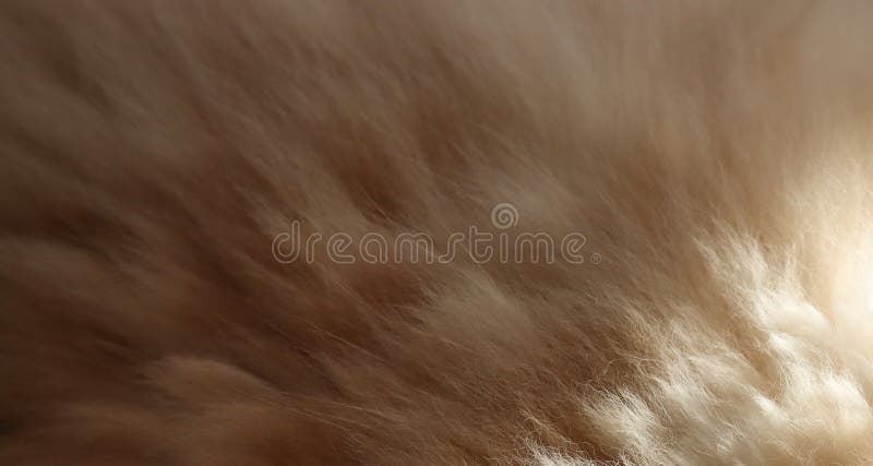 Domestic cat hair texture stock photo. Image of surface - 218127066