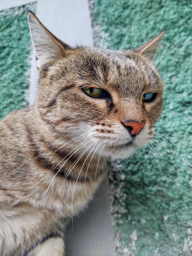 Domestic Cat at Home Posing into Camera Stock Photo - Image of home ...