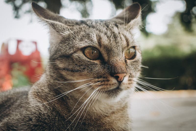 Domestic Cat - Horizontal Photograph Stock Image - Image of animal ...