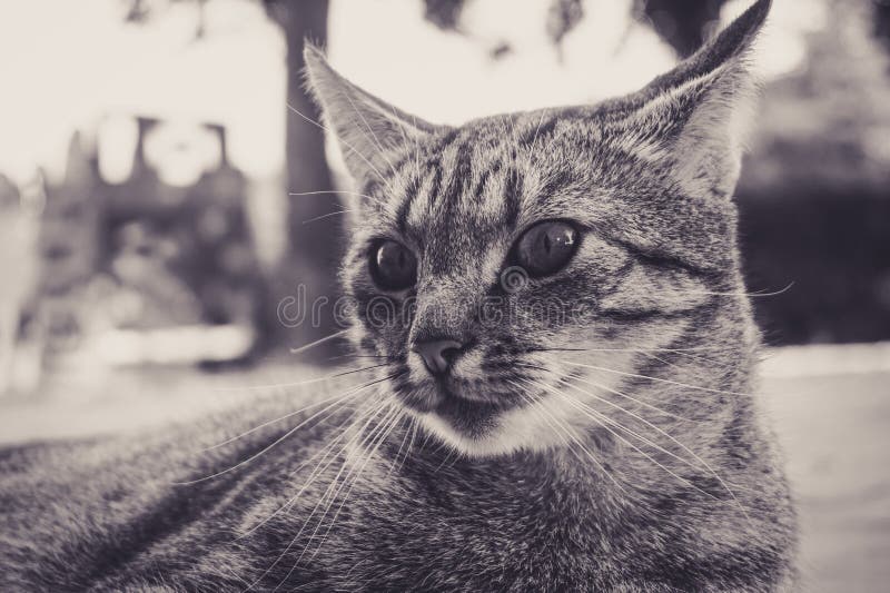 Domestic Cat - Horizontal Photograph Stock Photo - Image of furry ...