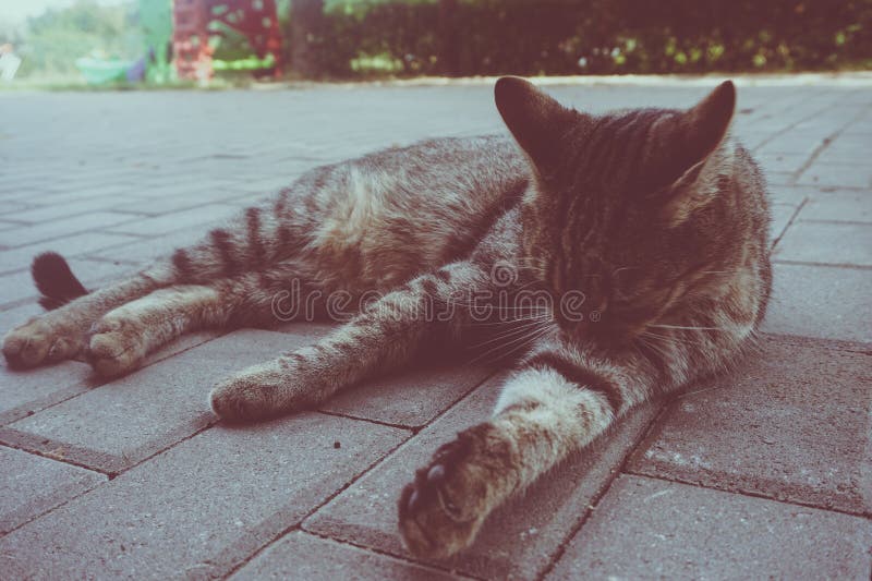 Domestic Cat - Horizontal Photograph Stock Image - Image of tabby ...