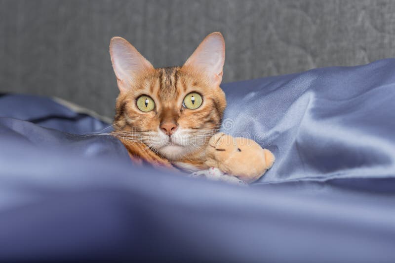 Domestic Cat Hugs a Teddy Bear in Bed Stock Image - Image of feline ...