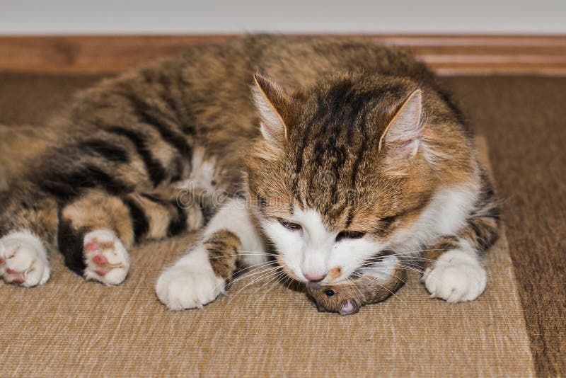 Domestic Cat Hunting a Mouse. Stock Photo - Image of danger, caught ...