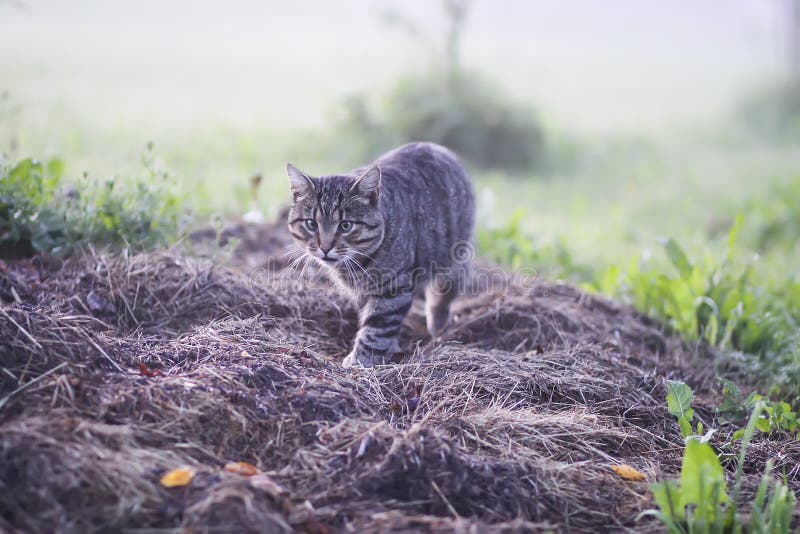 Domestic Cat Hunting on Rural Field Stock Image - Image of animal ...