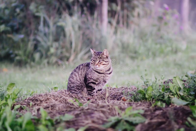 Domestic Cat Hunting on Rural Field Stock Image - Image of fawn, front ...