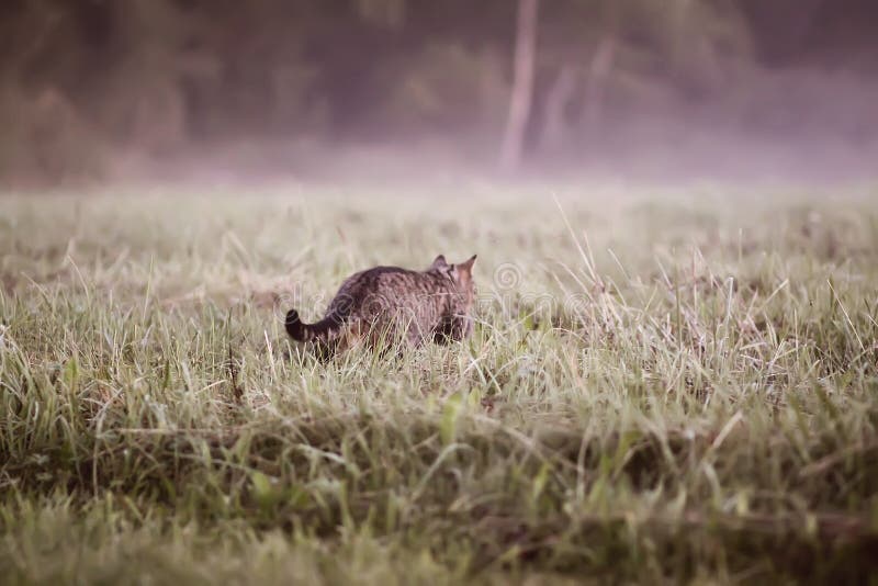 Domestic Cat Hunting on Rural Field Stock Image - Image of curiosity ...