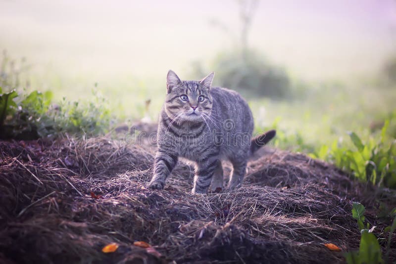 Domestic Cat Hunting on Rural Field Stock Photo - Image of botany ...