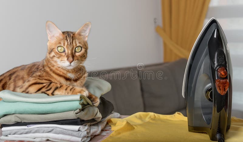 Ironing Board Cat Stock Photos - Free & Royalty-Free Stock Photos from ...