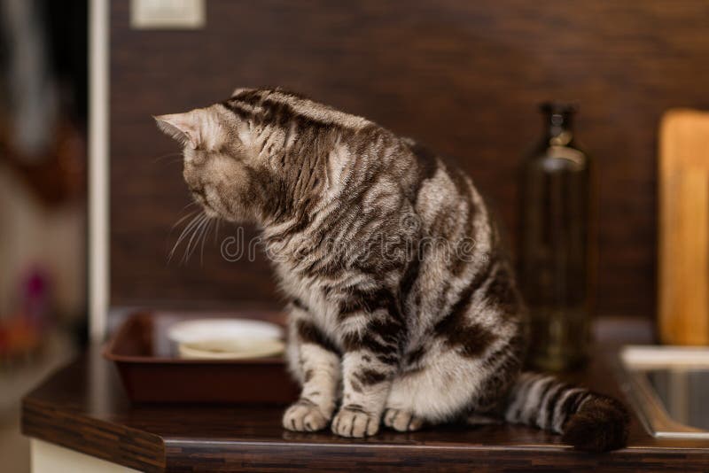 Domestic Cat in the Kitchen Walking on the Table Stock Photo - Image of ...