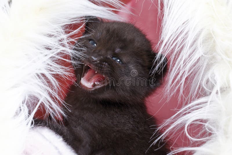 A kitten screaming stock photo. Image of screaming, playing - 169877190