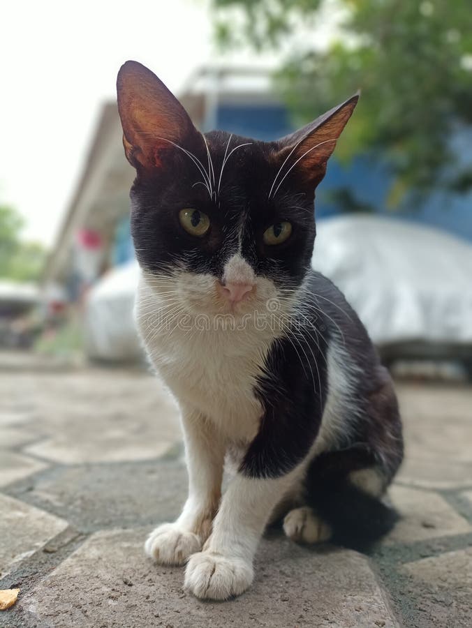 Domestic Cat & X28;kucing& X29; Stock Photo - Image of kitten, looking ...