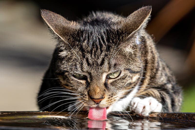 A Close Up of a Tabby Cat Drinking Water Stock Image - Image of shallow ...