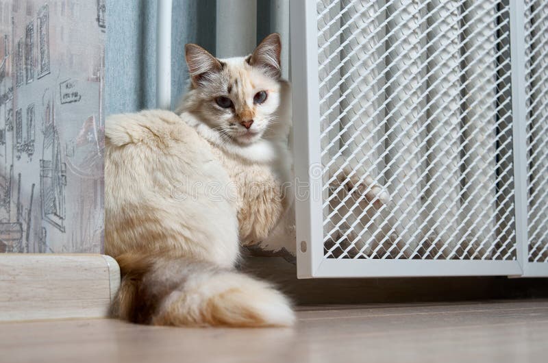 A Domestic Cat Lies and Warms Itself Under a Heating Radiator Stock ...