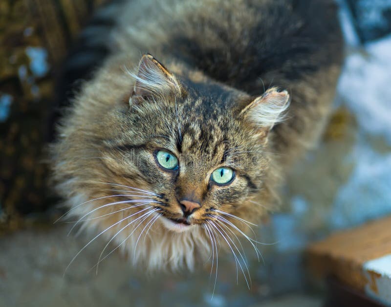 Domestic Cat Looking in Camera. Staring Eyes Stock Image - Image of ...