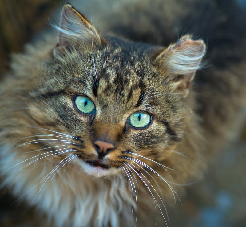 Domestic Cat Looking in Camera. Staring Eyes Stock Image - Image of ...