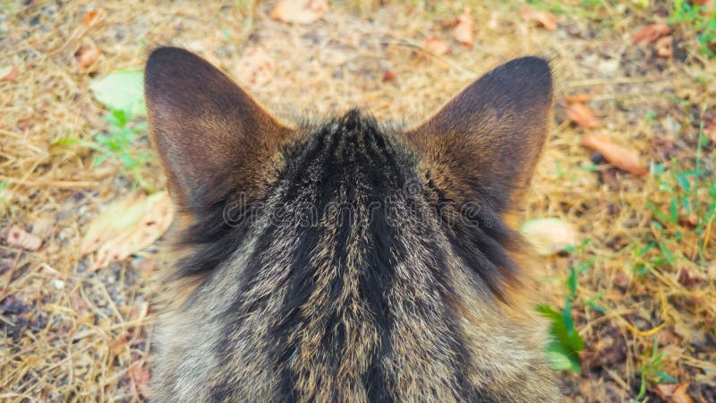 Domestic Cat Looking Forward, View from Back with Head and Ears. Stock ...
