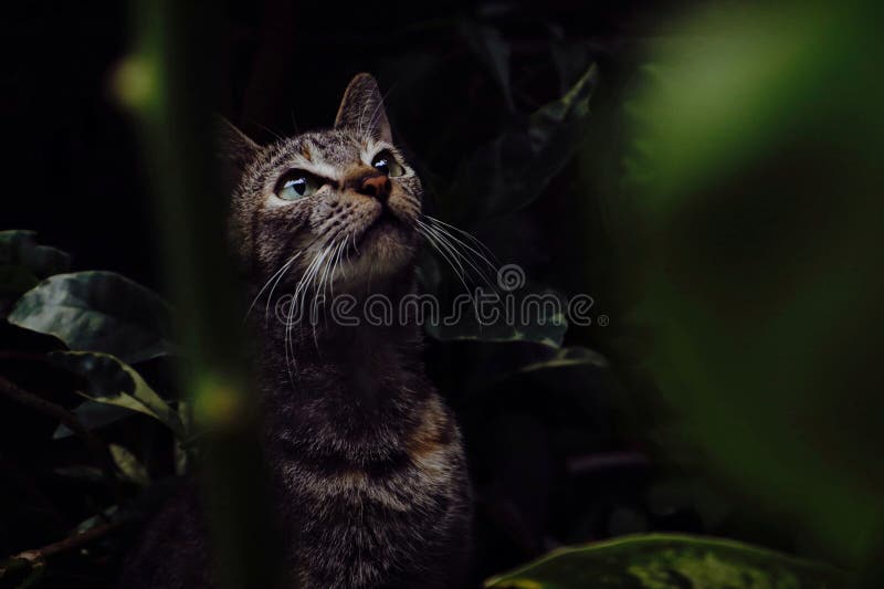 Domestic Cat Looking Up Focused Stock Photo - Image of focused, kooking ...