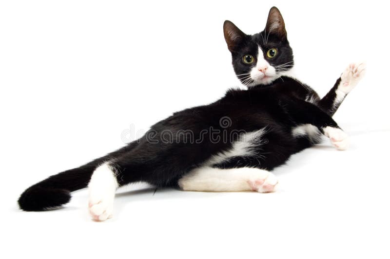 Domestic Cat is Looking at You Stock Photo - Image of black, scratching ...