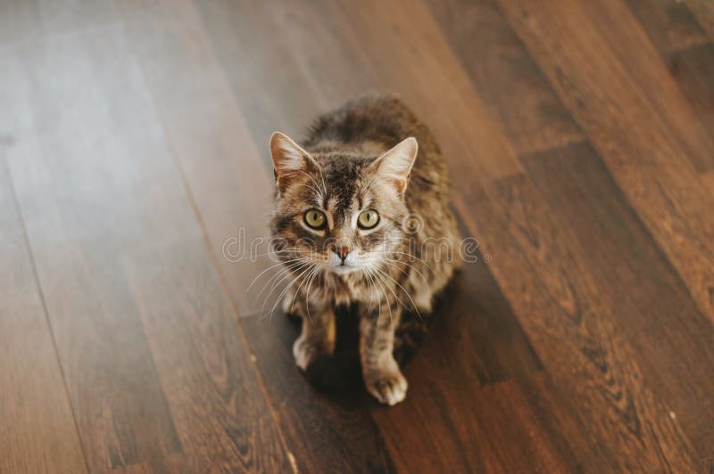 Domestic Cat Looks at the Camera. Cat with Head Tilted Indoors Stock ...