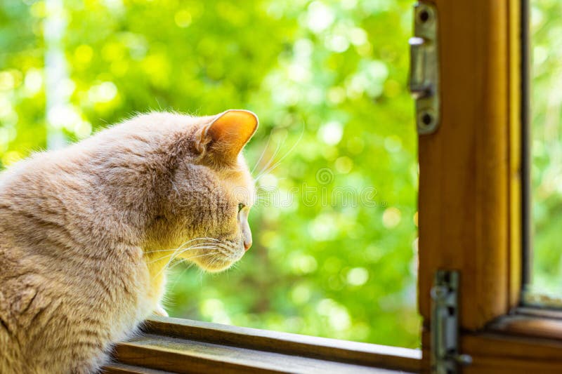 Domestic Cat Looks Out the Open Window Stock Photo - Image of cognition ...