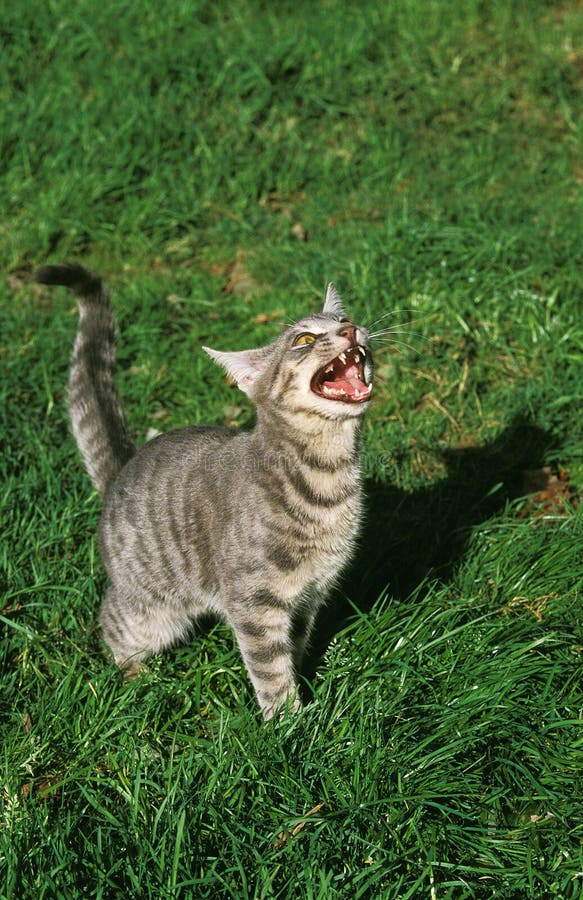 Domestic Cat Miaowing stock image. Image of miaowing - 197575059