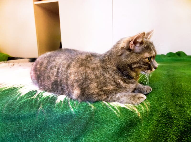 Domestic Cat at the Moment of Hunting Stock Image - Image of predator ...