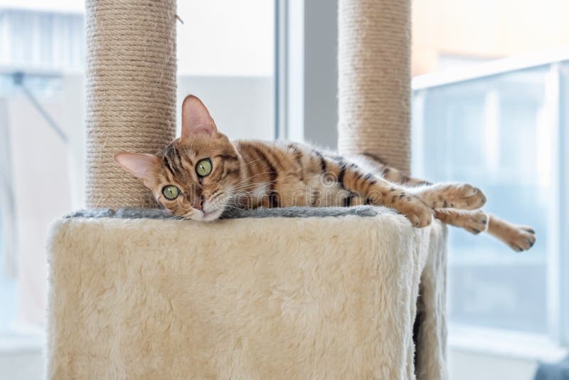 A Domestic Cat is Napping on a Cat Bed on a Scratching Post Stock Photo ...