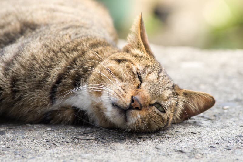 Domestic cat napping. stock photo. Image of closeup, color - 72192016