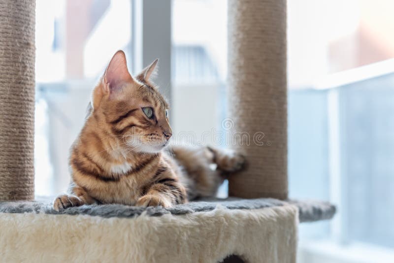 A Domestic Cat is Napping on a Cat Bed on a Scratching Post Stock Image ...