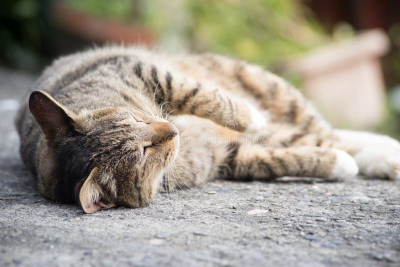 Domestic cat napping stock photo. Image of focus, portrait - 72191106
