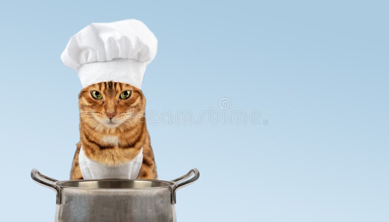 Domestic Cat Near the Pan on a Blue Background Stock Image - Image of ...