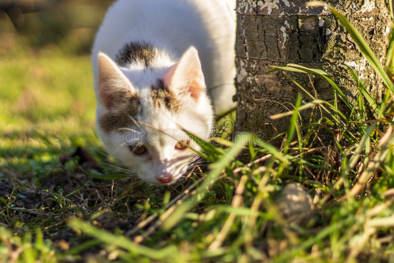 Domestic cat.Nice colors stock image. Image of whiskers - 271464165