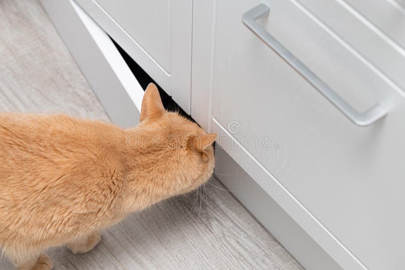 The Domestic Cat Opened the Closet Door and Looks Inside. Stock Image ...