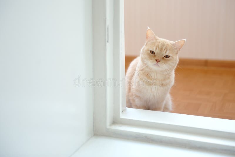 Cat Looking Around Corner Photos - Free & Royalty-Free Stock Photos ...
