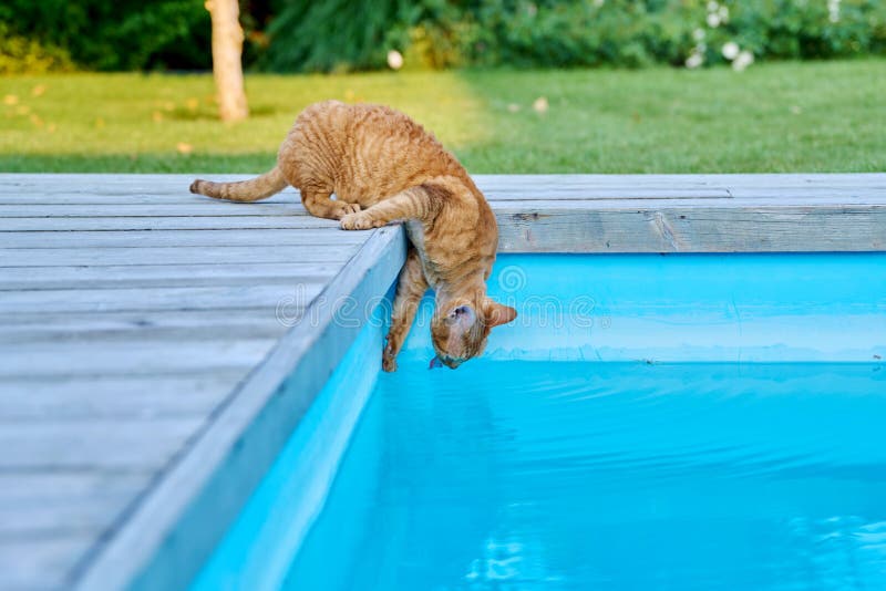 Domestic Cat Pet Drinks Water in Outdoor Pool in Backyard Stock Image ...