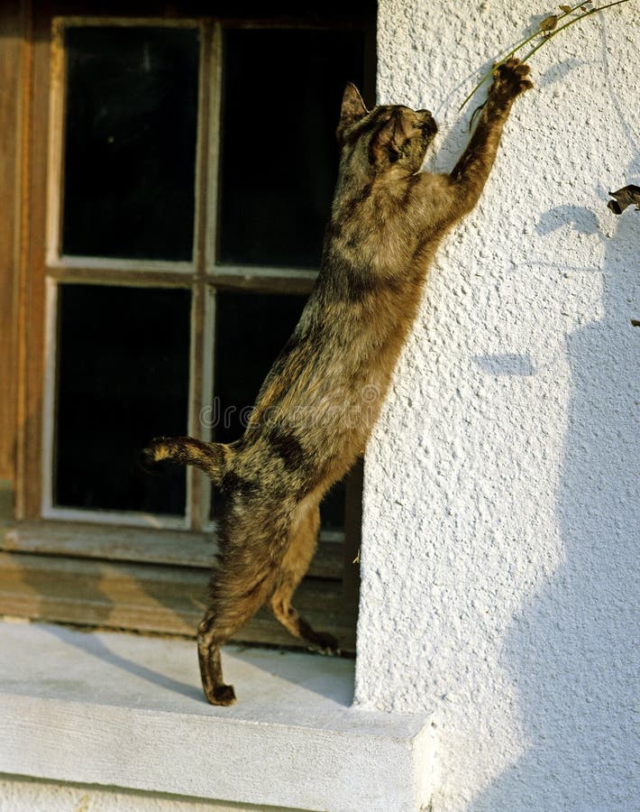 Domestic Cat Playing at Window Stock Photo - Image of animals, catus ...