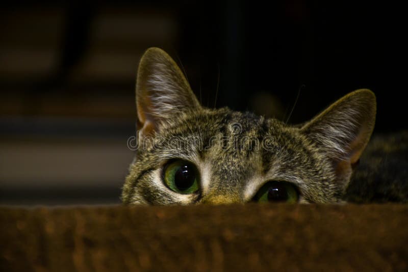 Domestic Cat Poking Its Head Out of the Sofa Stock Photo - Image of ...