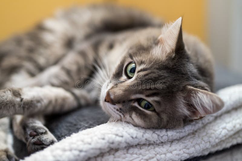 A Domestic Cat Resting in Its Home Stock Image - Image of green, tomcat ...