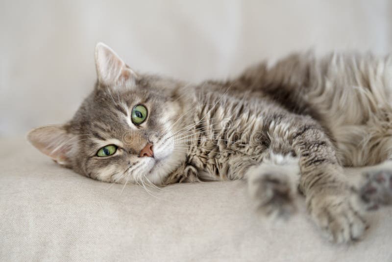 A Domestic Cat Resting in Its Home Stock Image - Image of green, tomcat ...