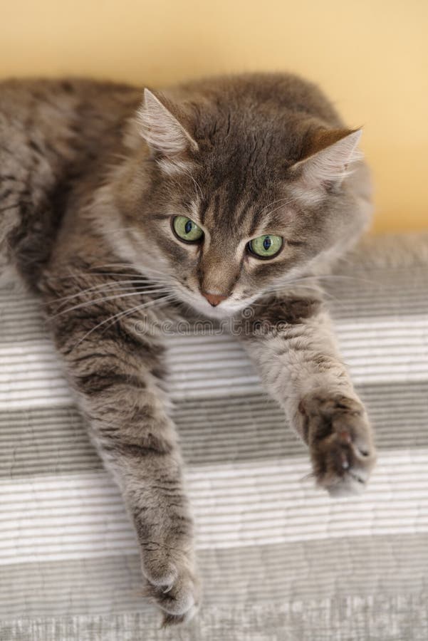 A Domestic Cat Resting in Its Home Stock Image - Image of green, tomcat ...