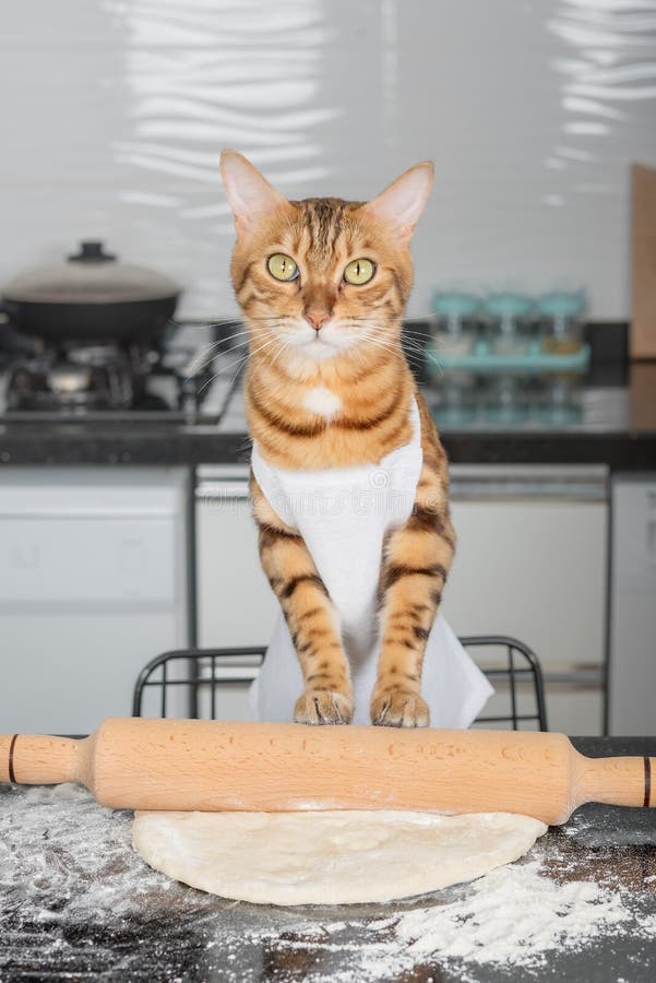 A Domestic Cat Rolls Out Pizza Dough on the Kitchen Table Using a ...