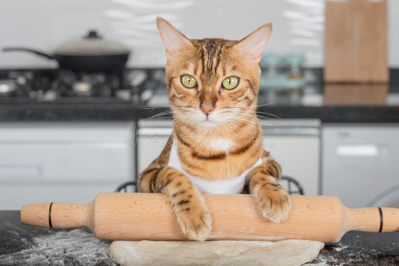A Domestic Cat Rolls Out Pizza Dough on the Kitchen Table Using a ... A Domestic Cat Rolls Out Pizza Dough on the Kitchen Table Using a ...