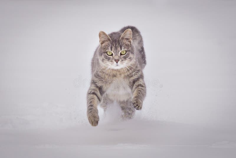 Domestic Cat Running in Snow on Cloudy Day Stock Photo - Image of kitty ...